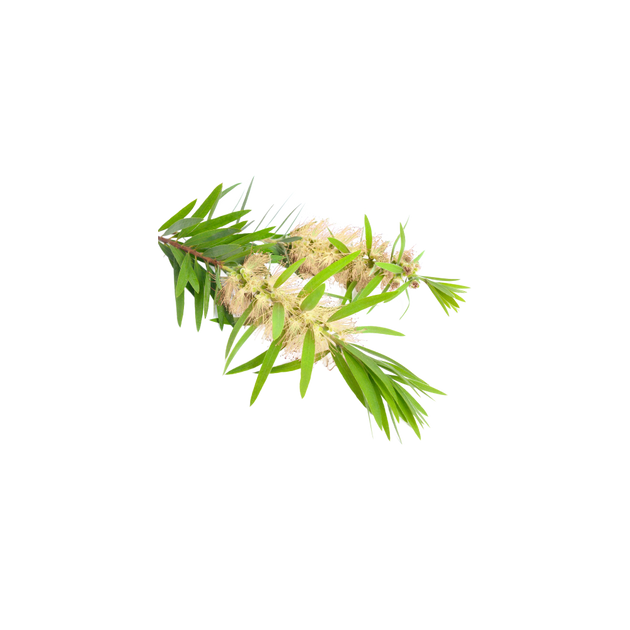 Cajeput – farfalla.eu