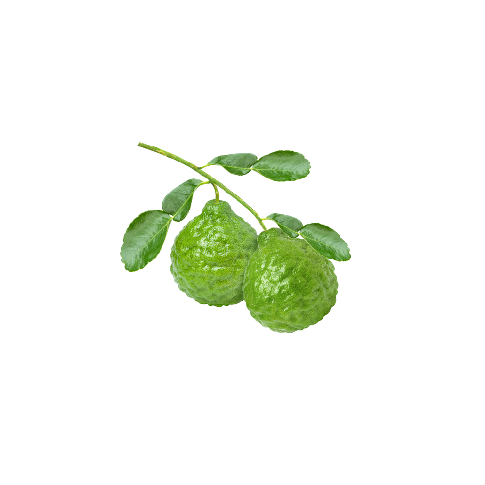 Bergamot – farfalla.eu