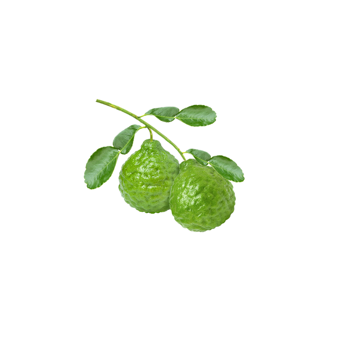 Bergamot – farfalla.eu