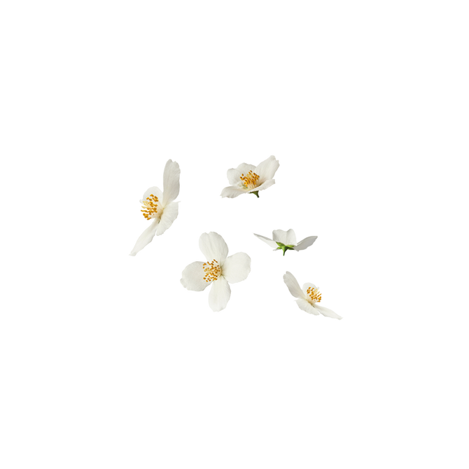 Rockrose – farfalla.eu