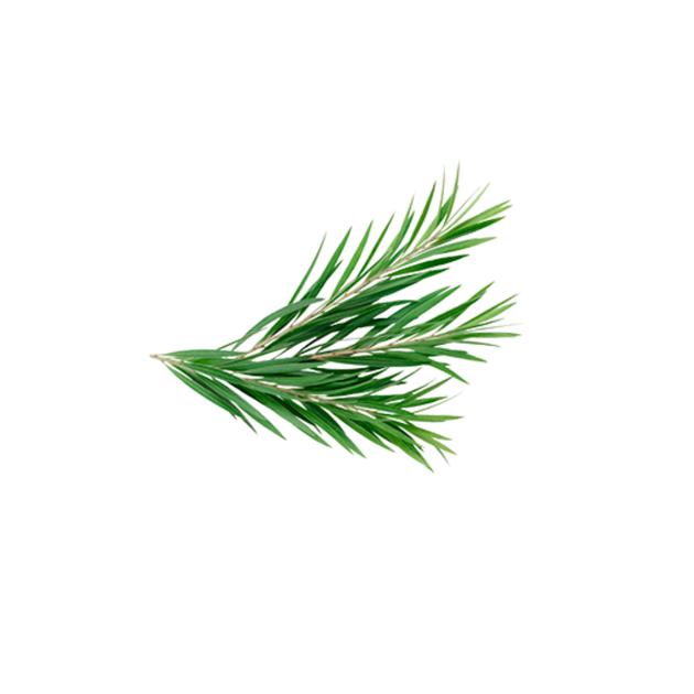 Tea tree – farfalla.eu