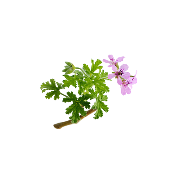 Rose Geranium Bourbon – farfalla.eu