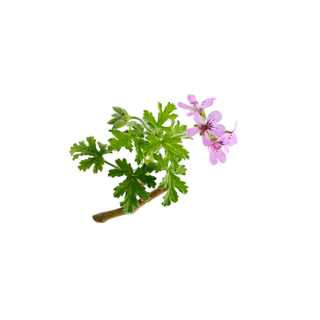 Rose Geranium Bourbon – farfalla.eu