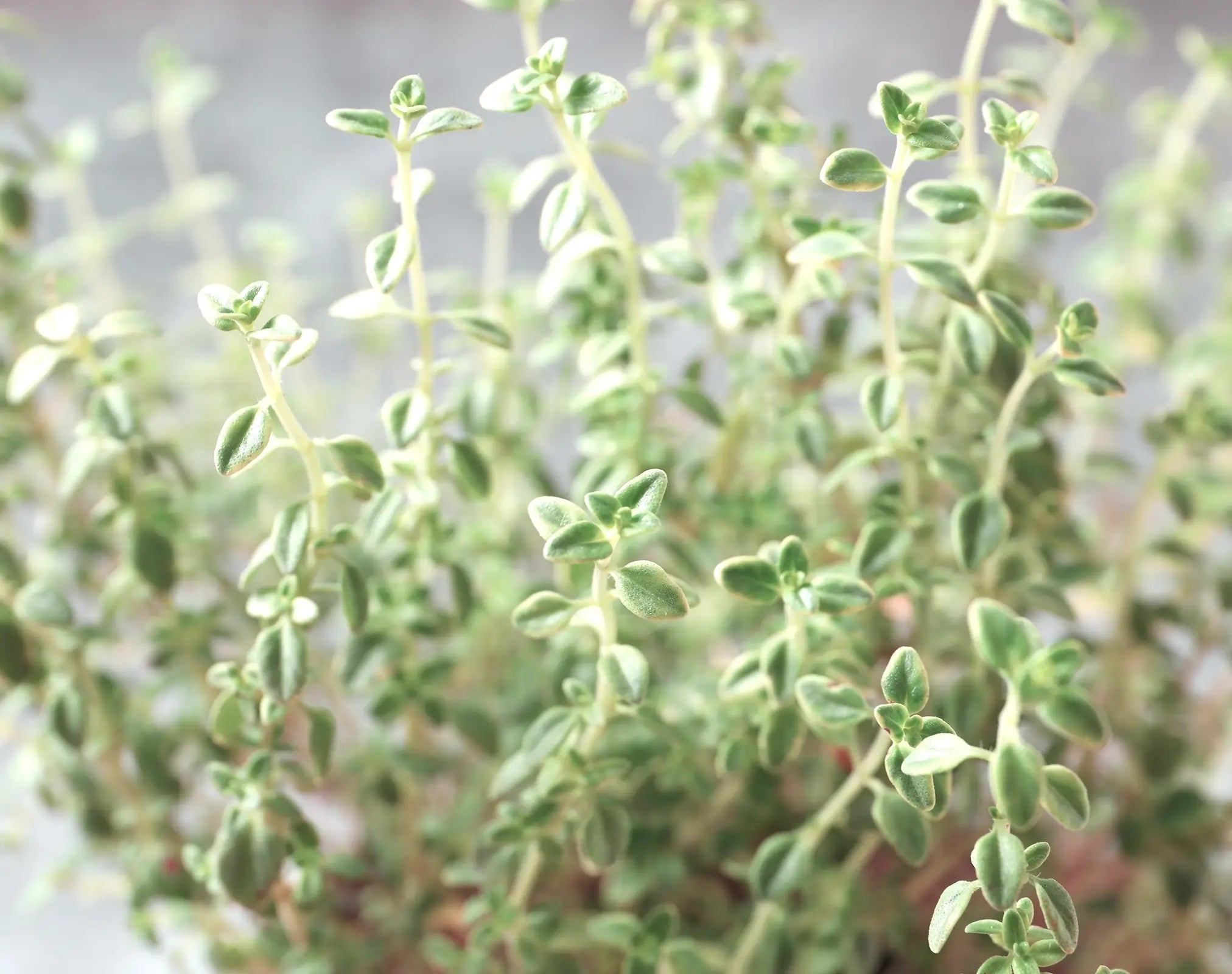 Thyme oil for menstrual pain: risks and safe alternatives – farfalla.eu