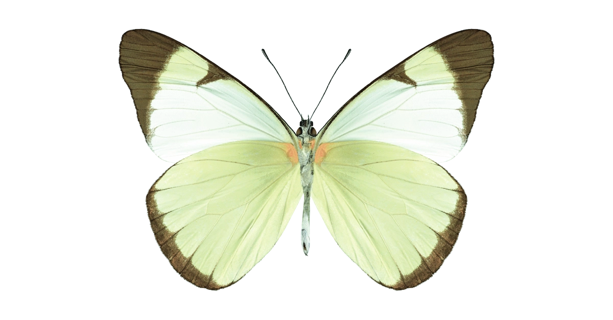 Image Test 1:1 – farfalla.eu