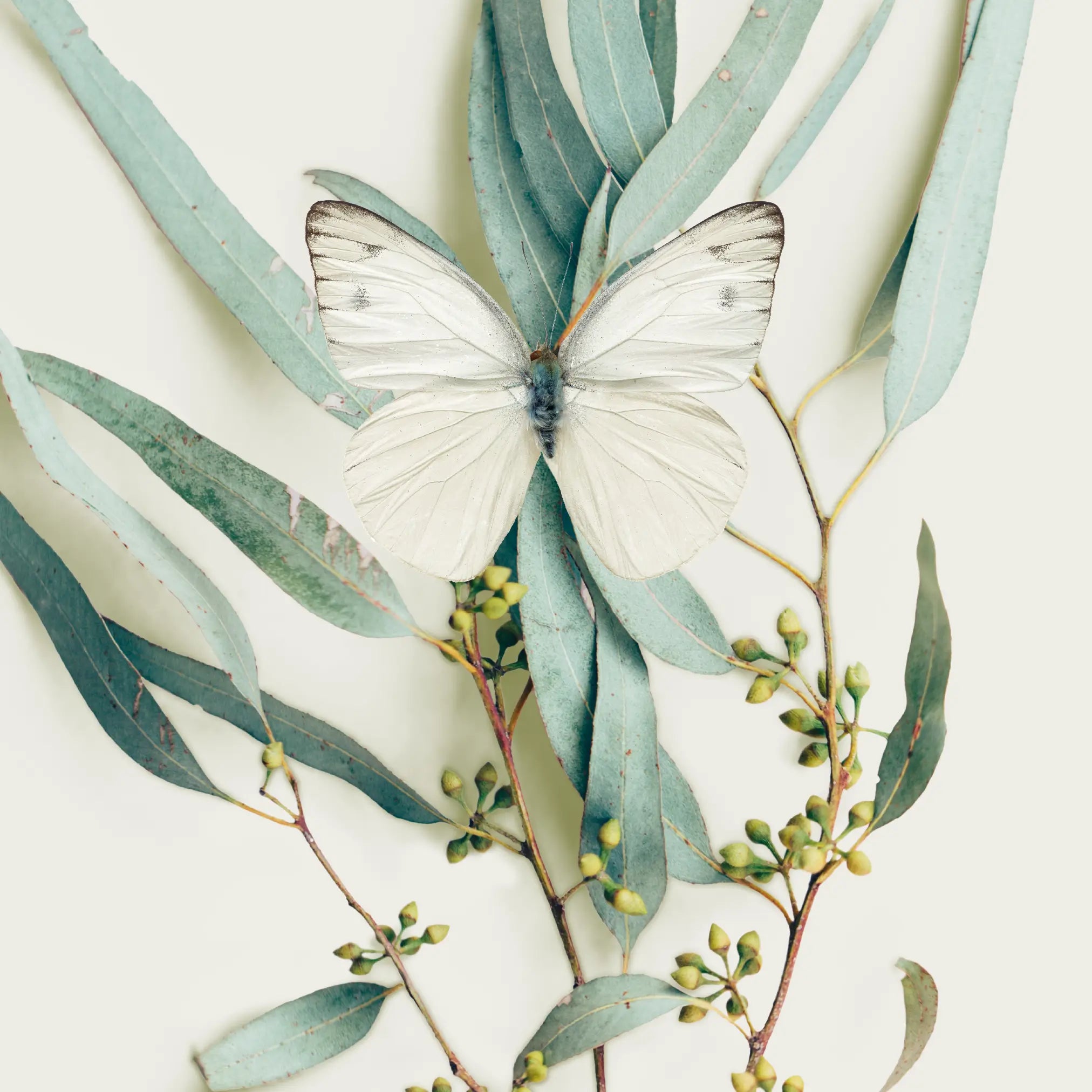 Pillow spray Breathe Well Aroma Help – farfalla.eu