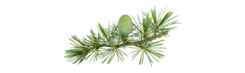 Gemstone Oil Regeneration – farfalla.eu